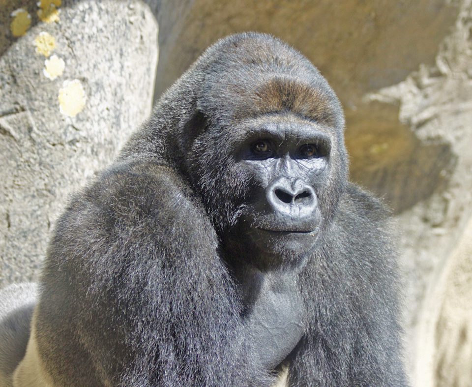 Two new gorillas debuted at the Santa Barbara Zoo - Santa Ynez Valley Star