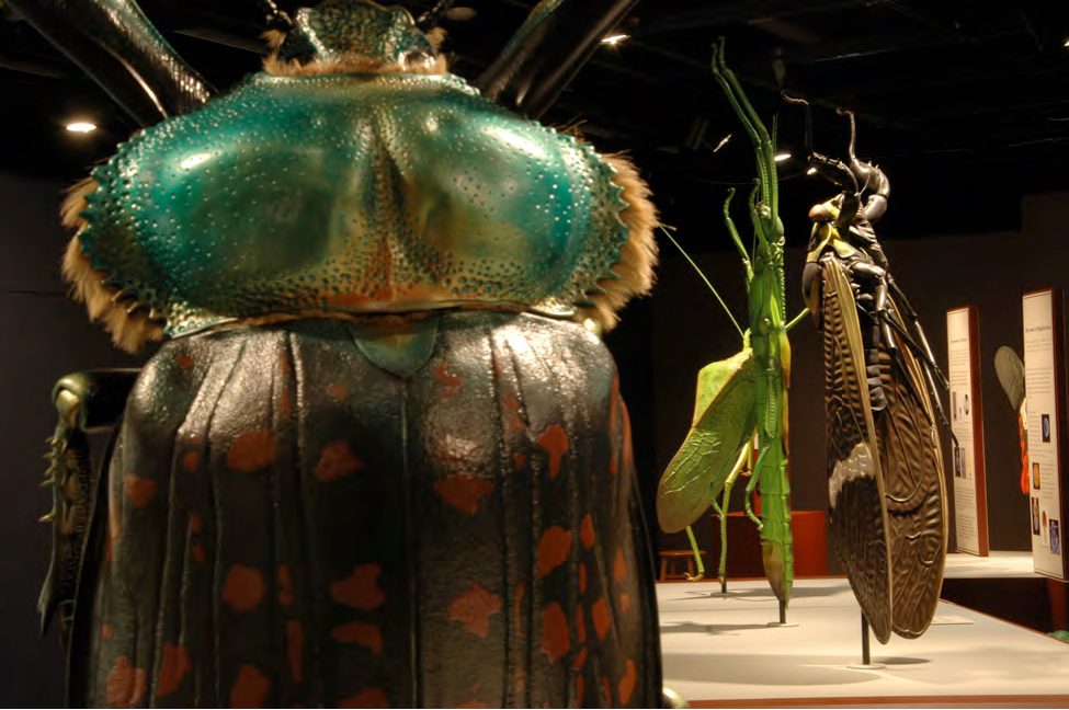 Natural History Museum offering close encounters with bugs - Santa Ynez ...