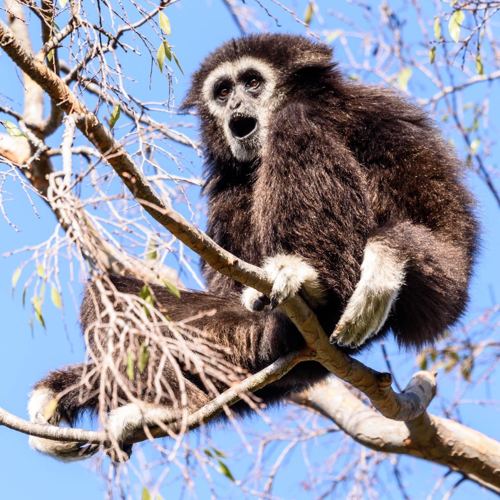 Elderly gibbon dies before going on view at SB Zoo - Santa Ynez Valley Star