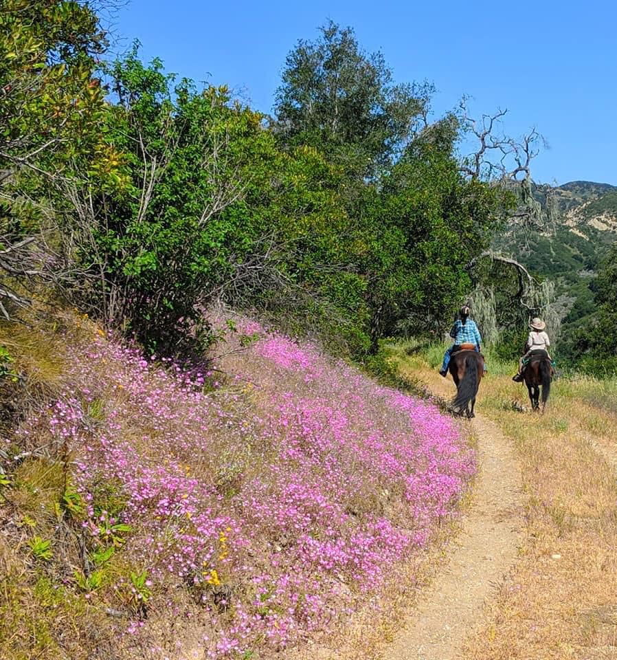 Live Oak Camp trails will be open to hikers, not just horses and riders ...