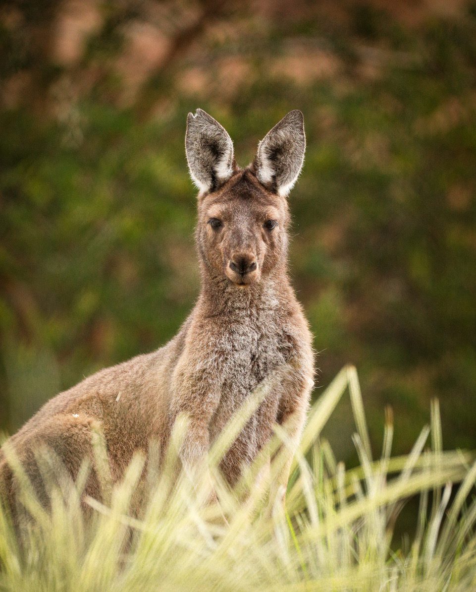 Three kangaroos arrive at the Santa Barbara Zoo - Santa Ynez Valley Star